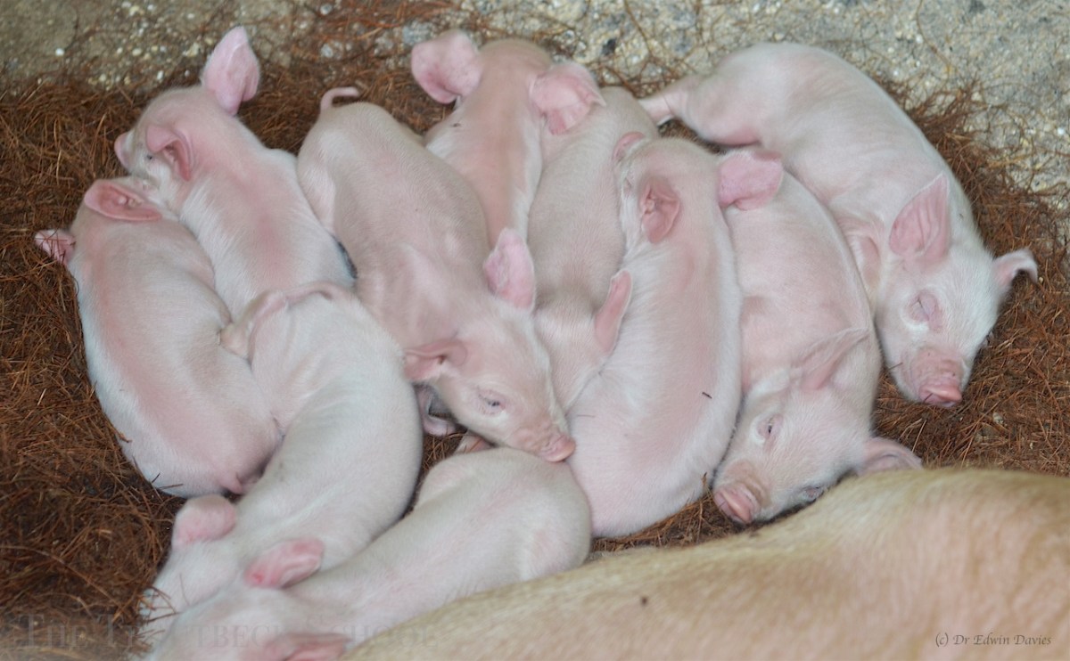 10 piglet litter | Eastern Highlander