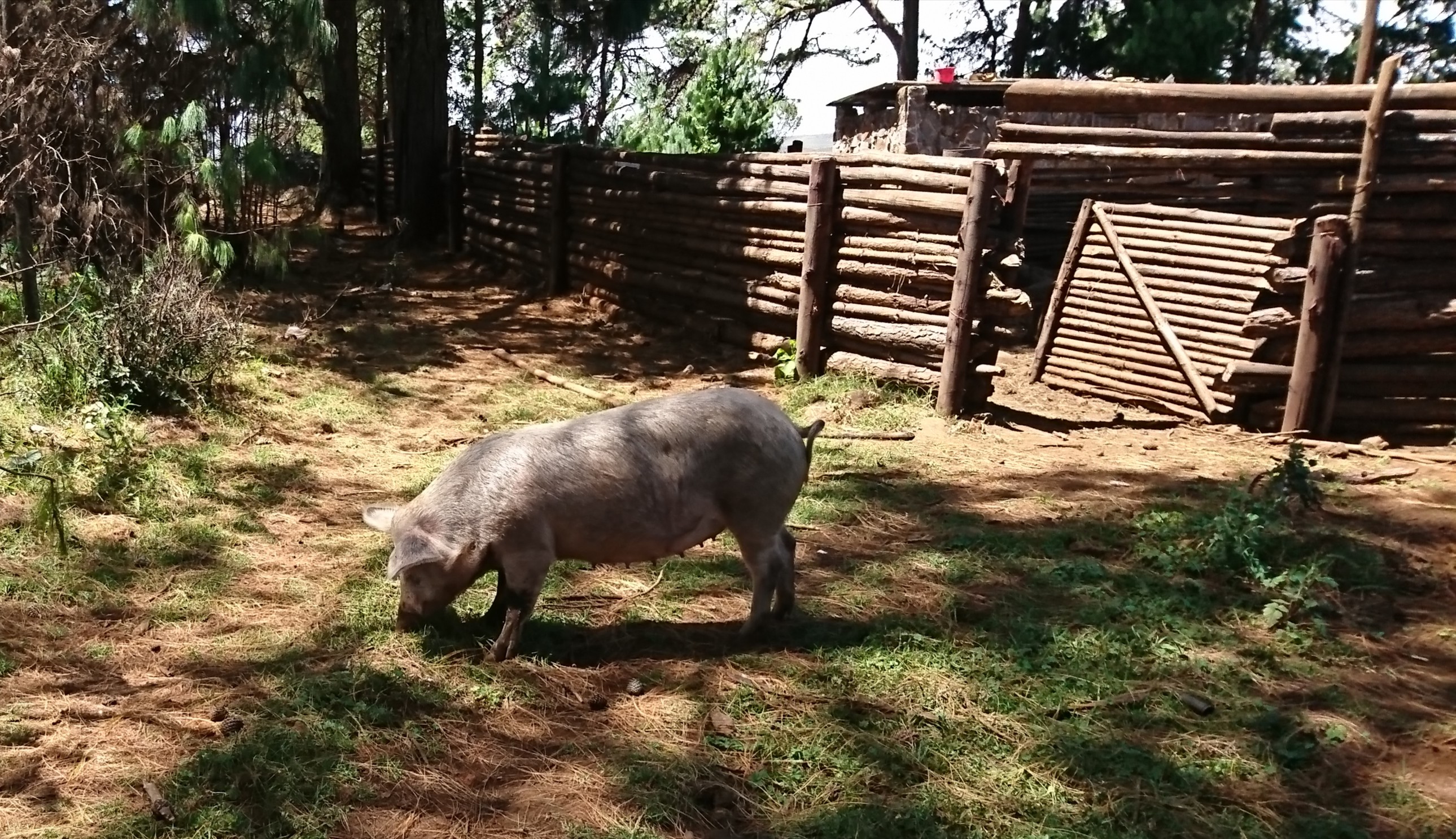 Free ranging the female pigs | Eastern Highlander