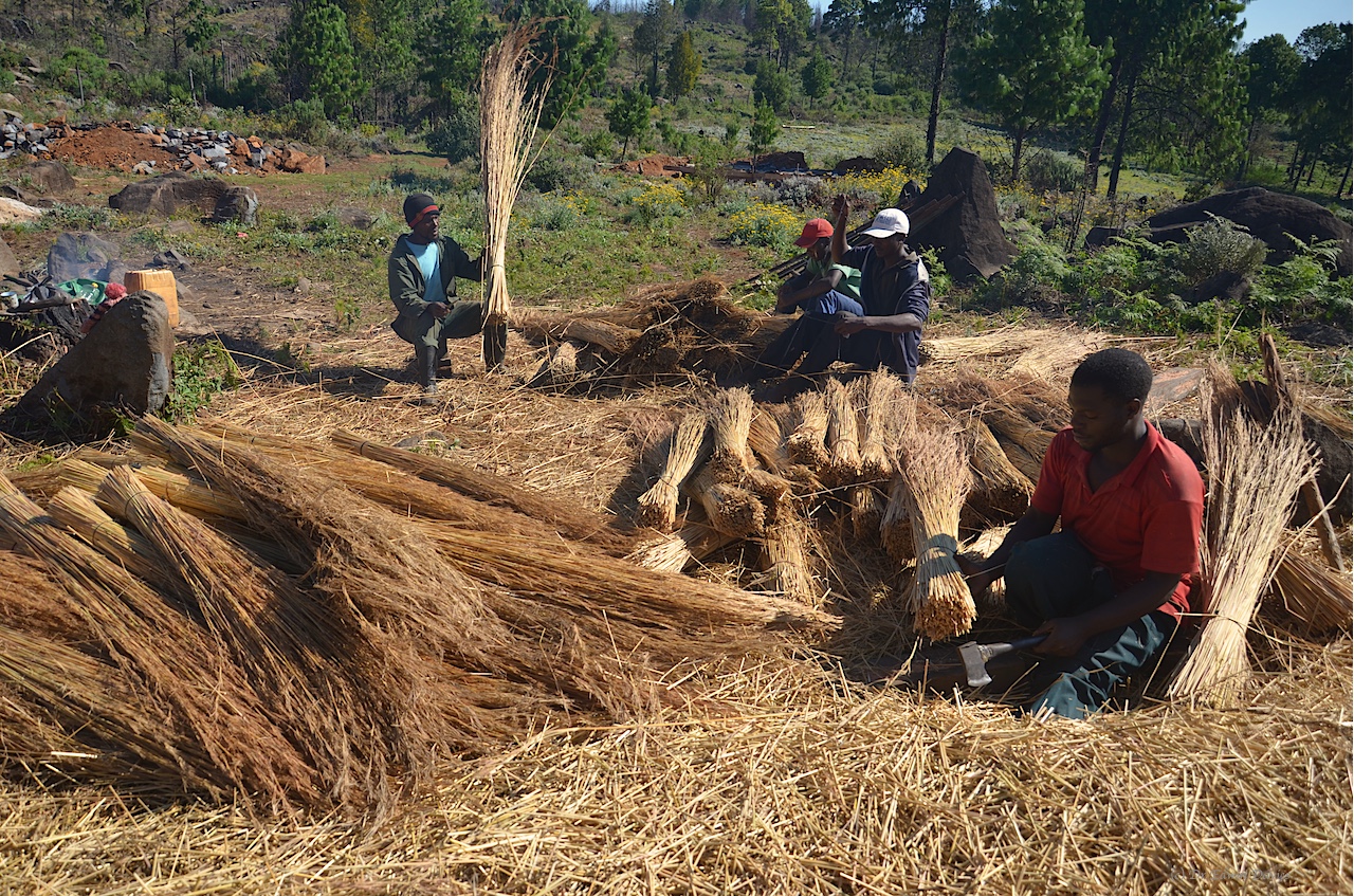 Post and beam – thatching preparation | Eastern Highlander