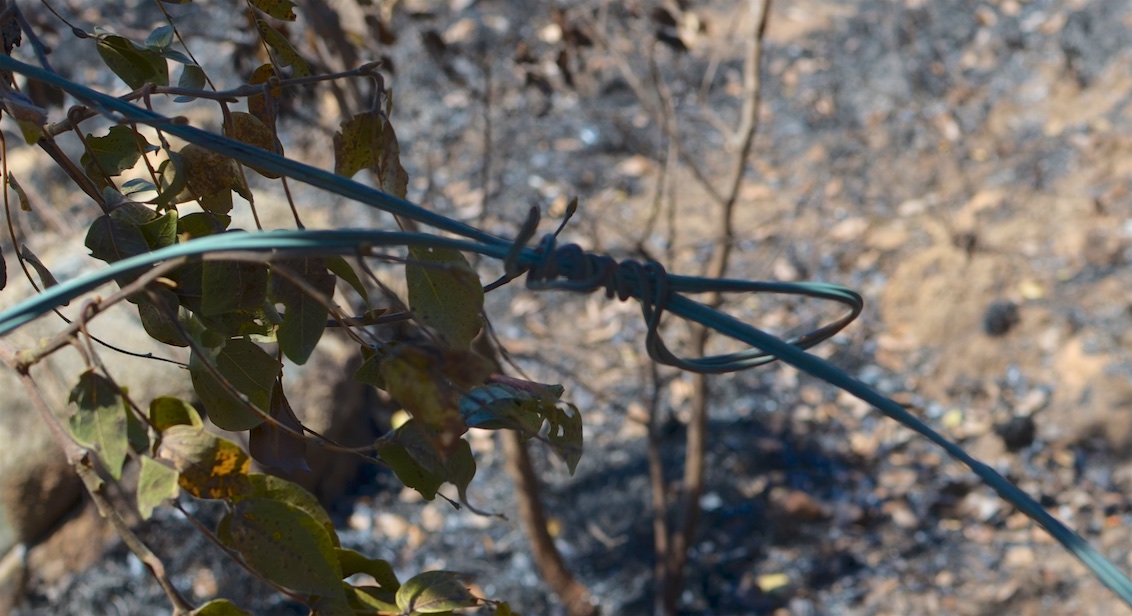 Antelope snare | Eastern Highlander