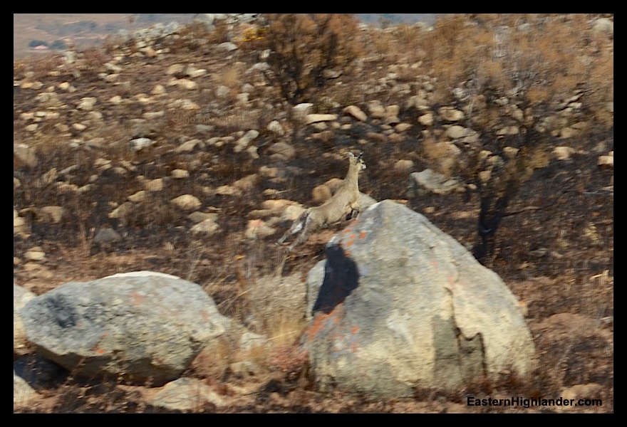 Mhembwe (Duiker) | Eastern Highlander