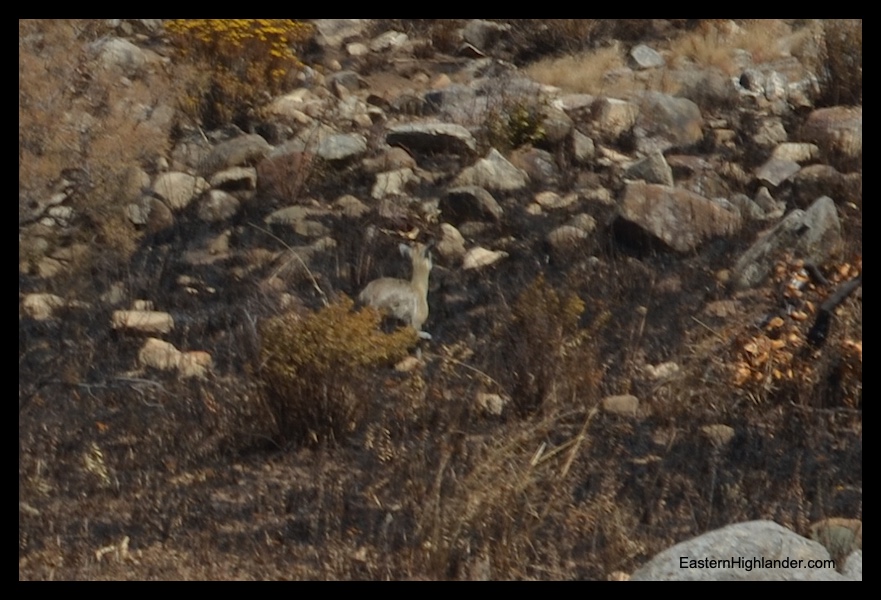 Mhembwe (Duiker) | Eastern Highlander