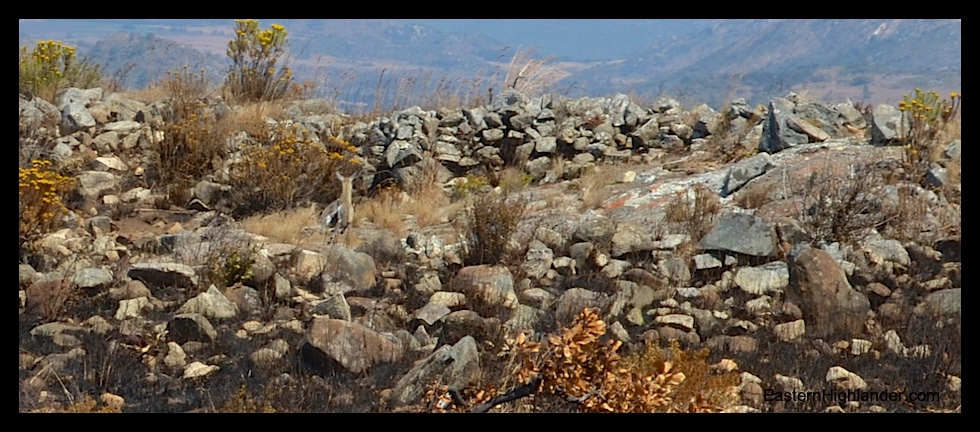 Mhembwe (Duiker) | Eastern Highlander