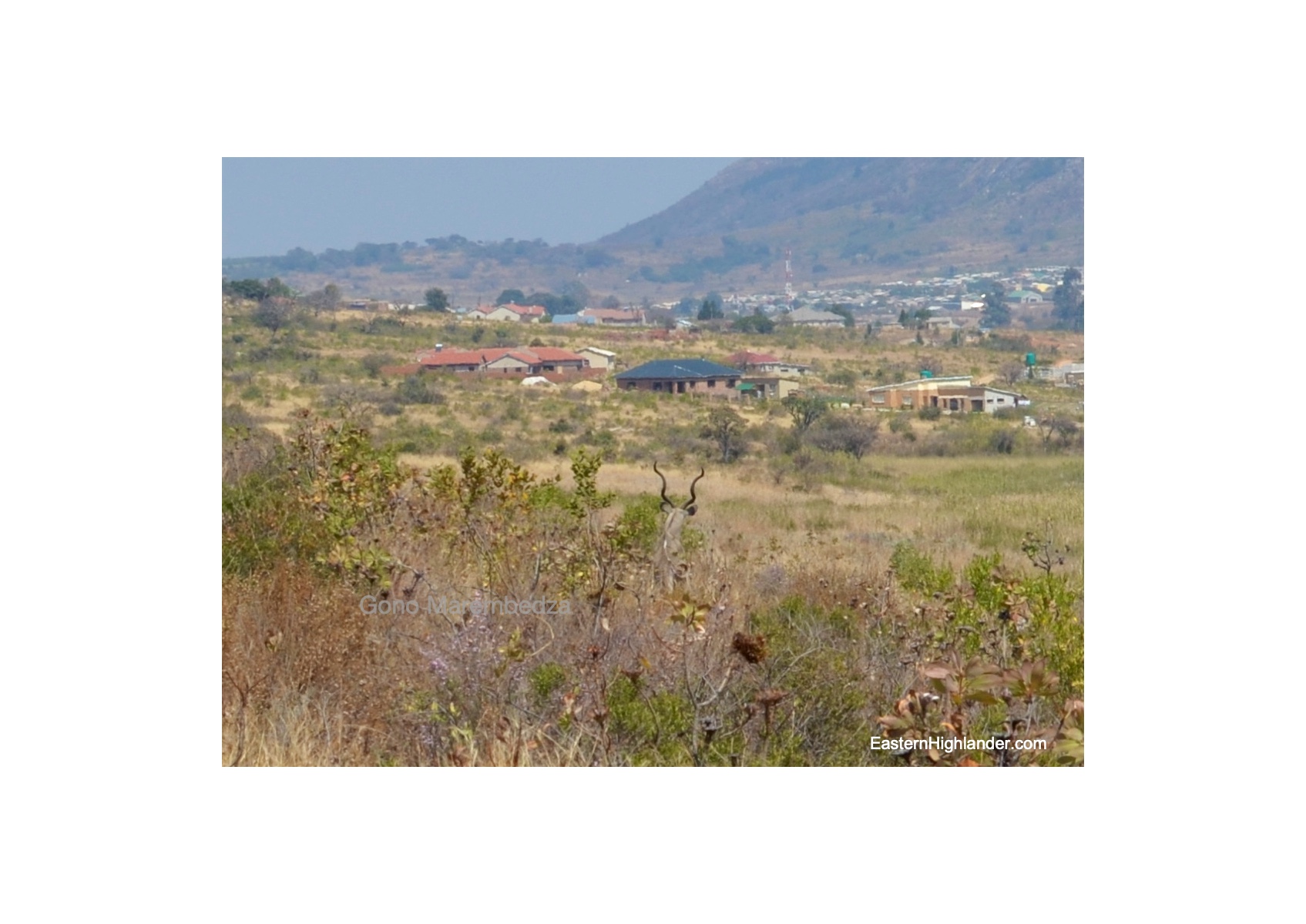 Nhoro (Kudu) | Eastern Highlander