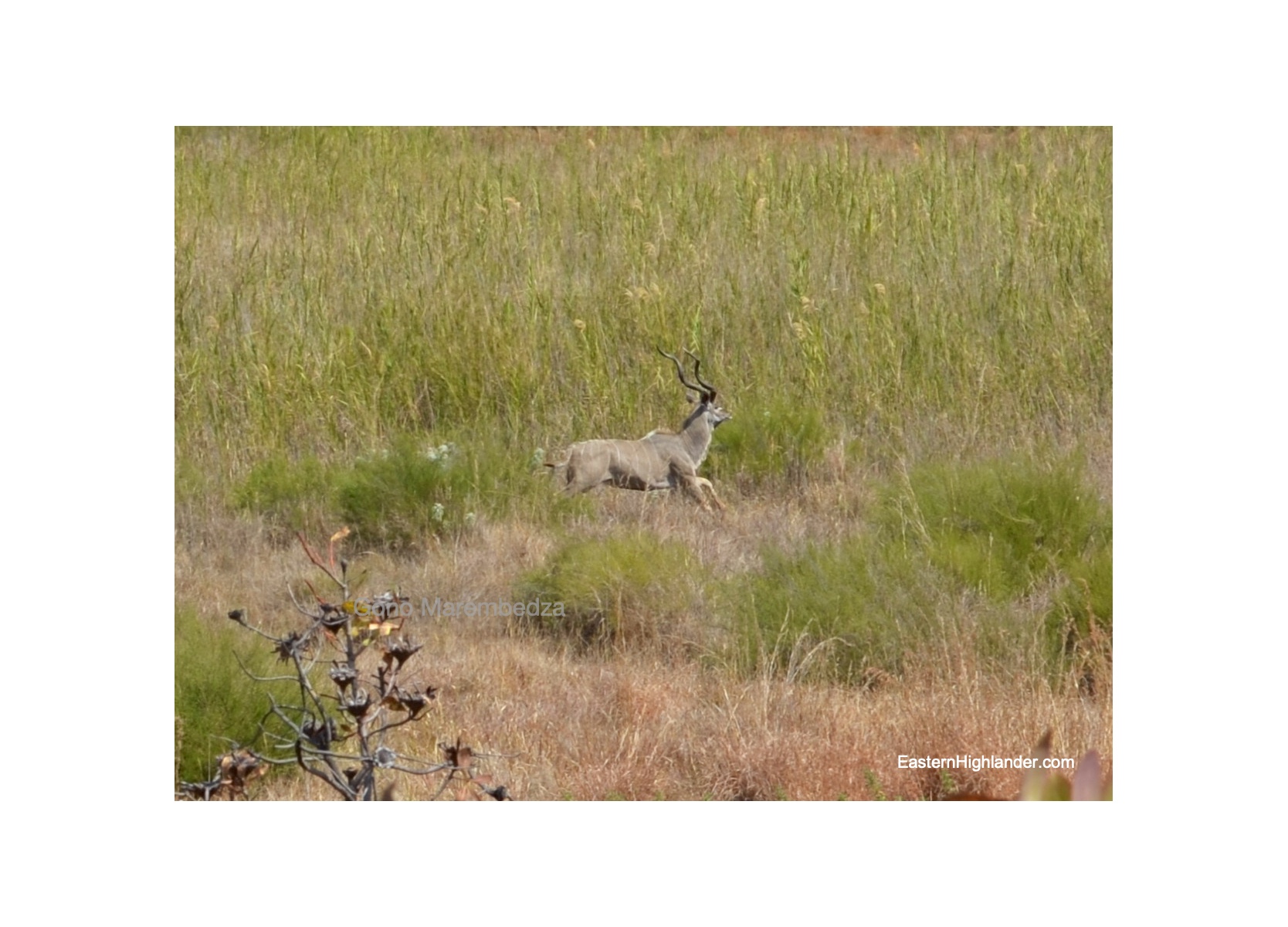 Nhoro (Kudu) | Eastern Highlander