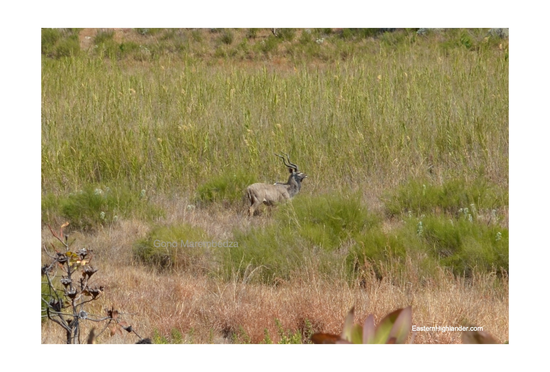 Nhoro (Kudu) | Eastern Highlander