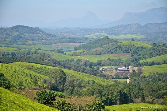 Wamba Tea Estate, Honde Valley, Zimbabwe | Eastern Highlander