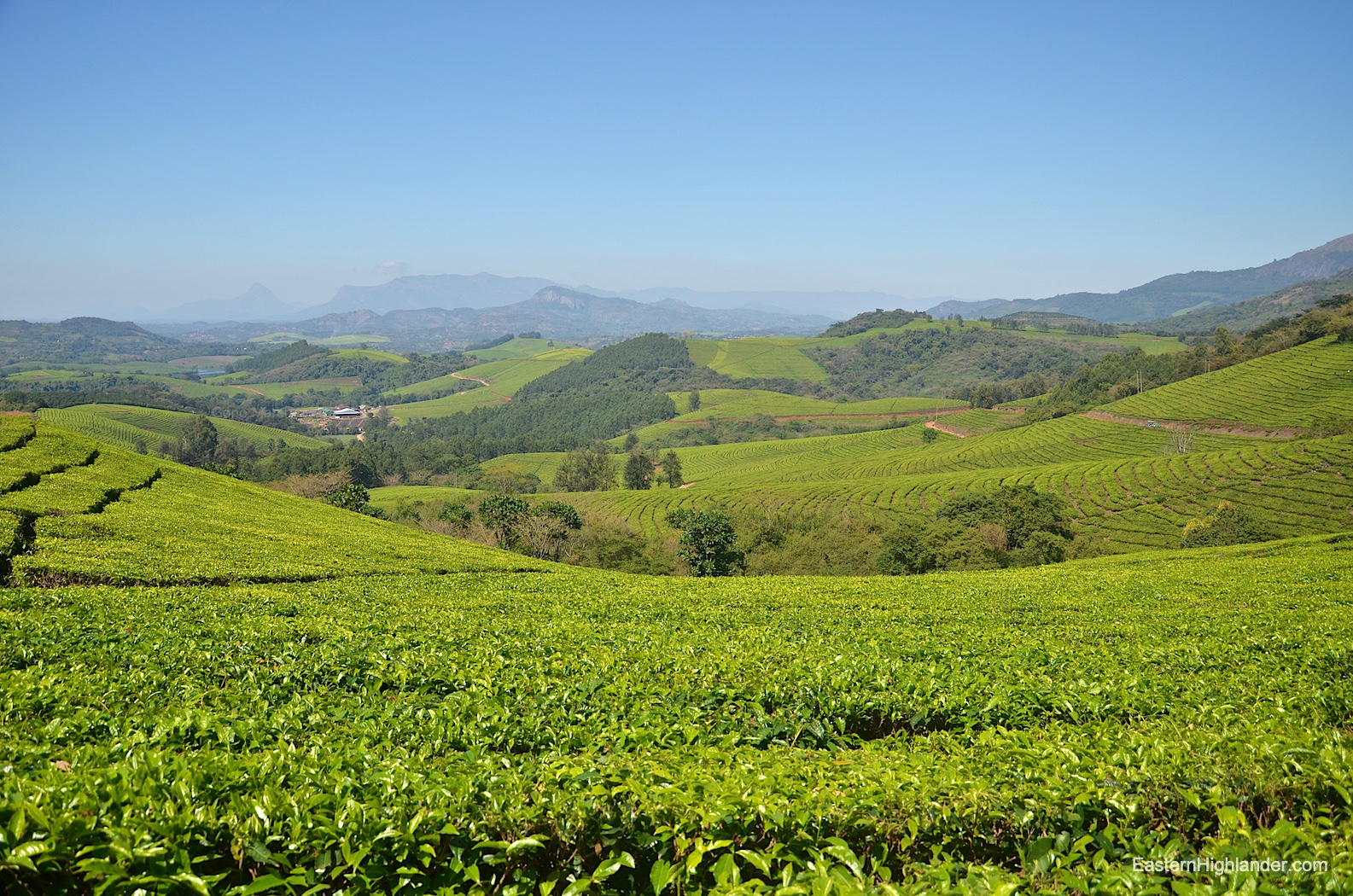 Wamba Tea Estate, Honde Valley, Zimbabwe | Eastern Highlander