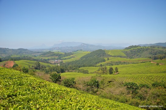 Wamba Tea Estate, Honde Valley, Zimbabwe | Eastern Highlander
