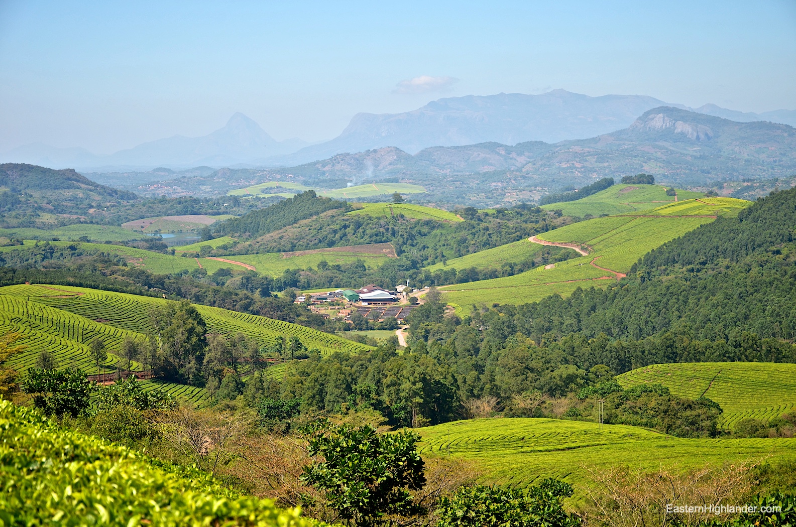 Wamba Tea Estate, Honde Valley, Zimbabwe | Eastern Highlander