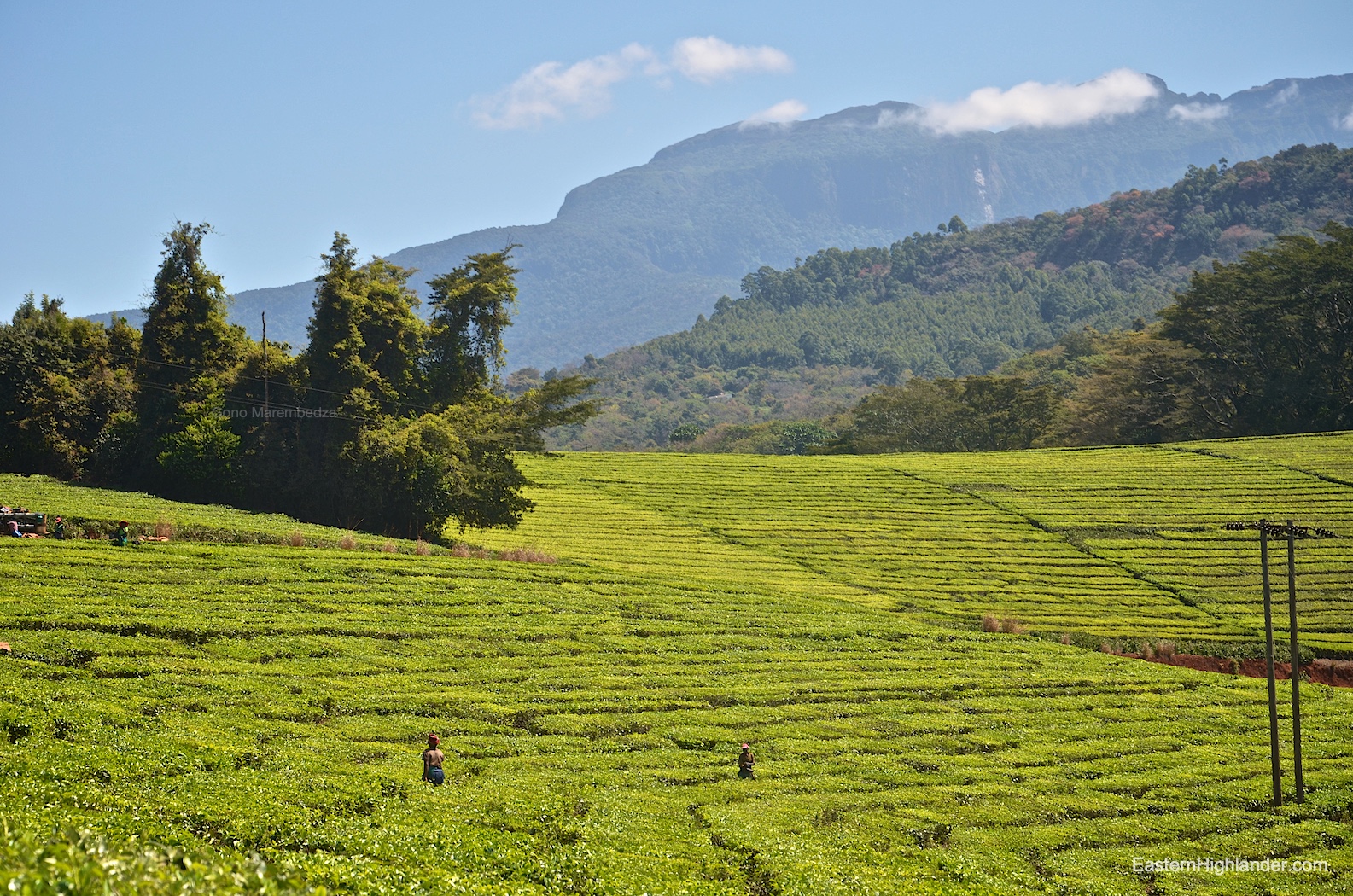 Wamba Tea Estate, Honde Valley, Zimbabwe | Eastern Highlander