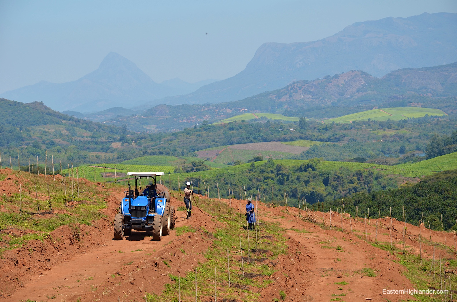 Wamba Tea Estate, Honde Valley, Zimbabwe | Eastern Highlander