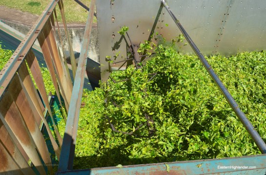 Wamba Tea Factory, Honde Valley, Zimbabwe | Eastern Highlander