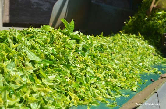 Wamba Tea Factory, Honde Valley, Zimbabwe | Eastern Highlander