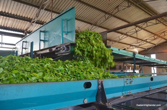 Wamba Tea Factory, Honde Valley, Zimbabwe | Eastern Highlander