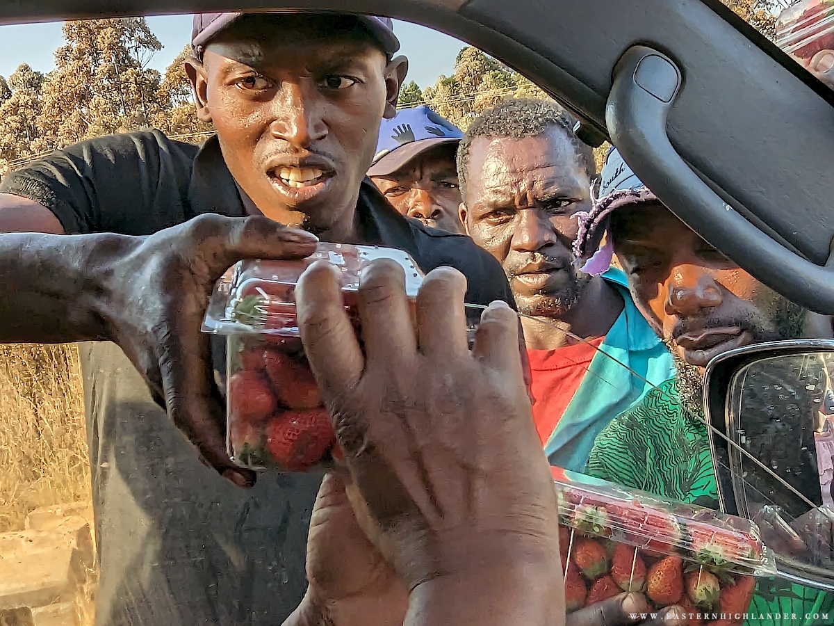 Blueberry shopping in Macheke | Eastern Highlander