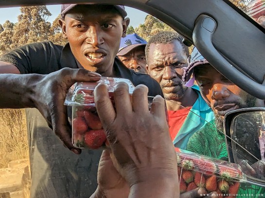 Blueberry shopping in Macheke | Eastern Highlander